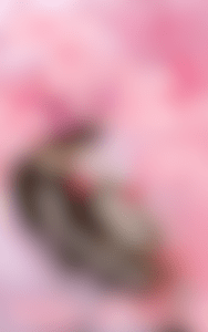 VICKI SWEETS – Author